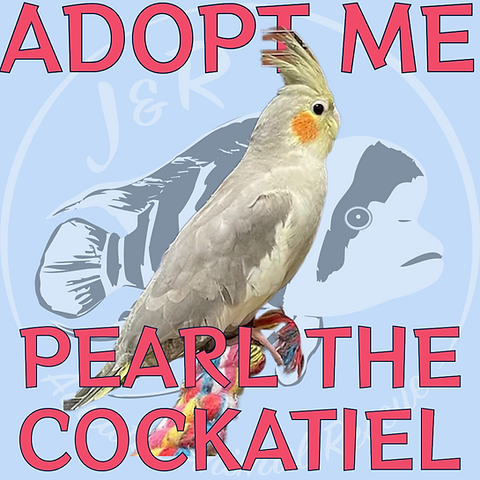 Parrot Baby Memes