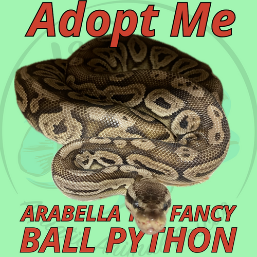 Arabella the Fancy Ball Python | JRAAR
