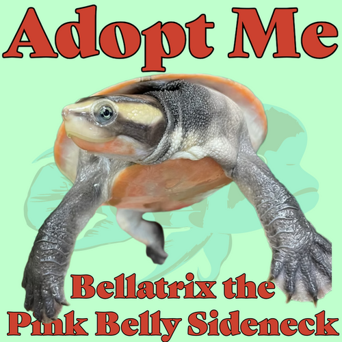 Bellatrix the Pink Belly Sideneck | JRAAR