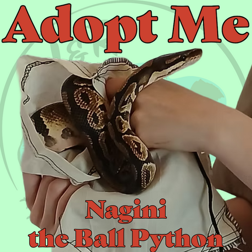 Nagini the Ball Python | JRAAR