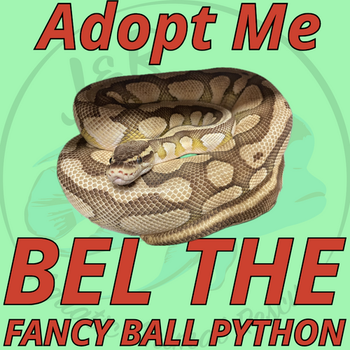 Bel the Fancy Ball Python | JRAAR