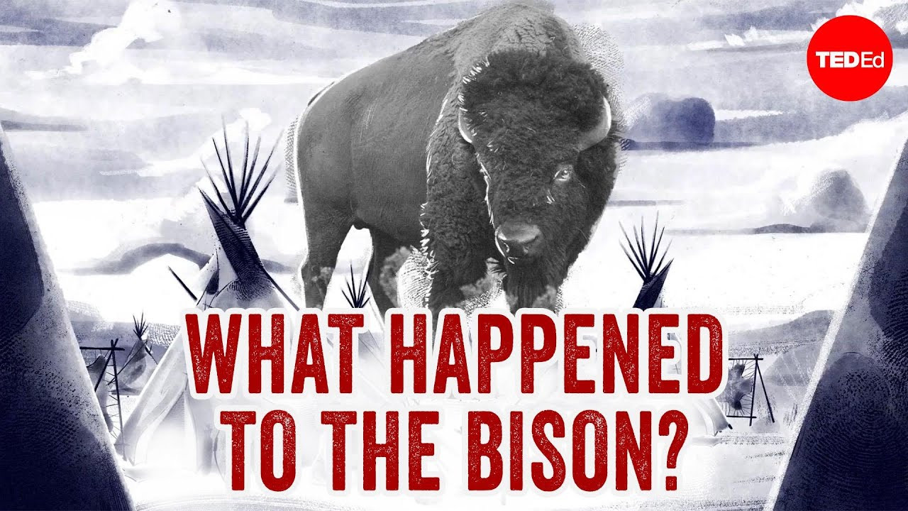 TED-Education - The dreadful slaughter of the north american bison ...