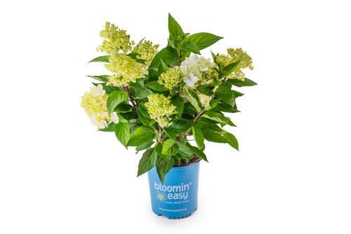 Hydrangea paniculata 'Bouncy' / Bouncy Hydrangea | Kampen Tree Supply