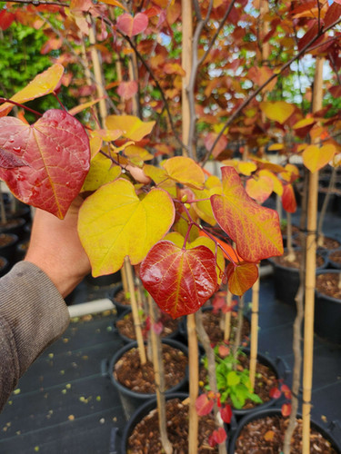 Cercis canadensis 'Flamethrower' / Flamethrower Redbud | Kampen Tree Supply