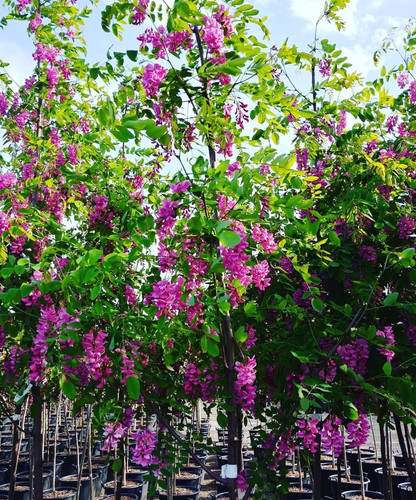 Robinia pseudoacacia 'Purple Robe' / Purple Robe Black Locust | Kampen ...