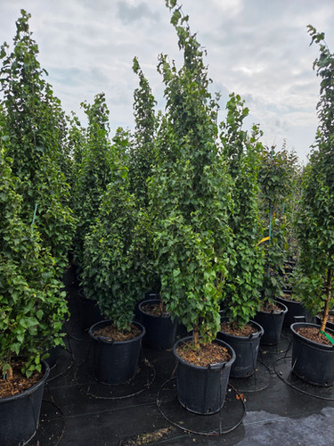 Betula platyphylla 'Parkland Pillar'(Jefpark) / Parkland Pillar Birch ...