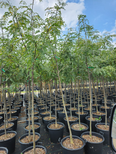 Gleditsia triacanthos var. inermis 'Shademaster' / Shademaster Honey ...