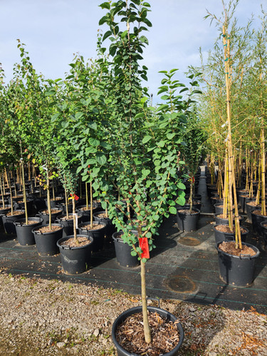 Cercidiphyllum japonicum 'Biringer' (Hanna's Heart) /Hanna's heart ...