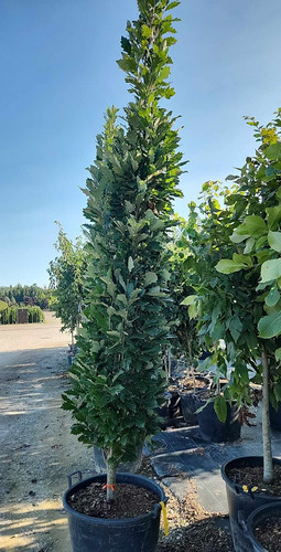 Quercus x warei 'Nadler' / Kindred Spirit Columnar Oak | Kampen Tree Supply