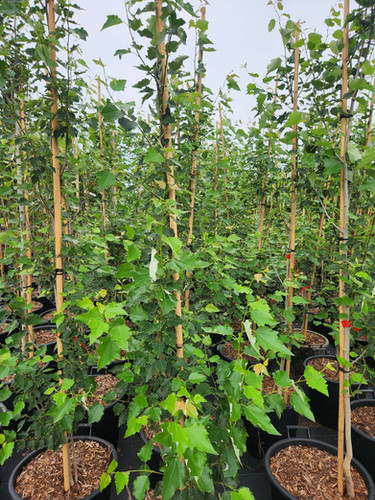 Populus x canescens 'Tower' / Tower Poplar | Kampen Tree Supply