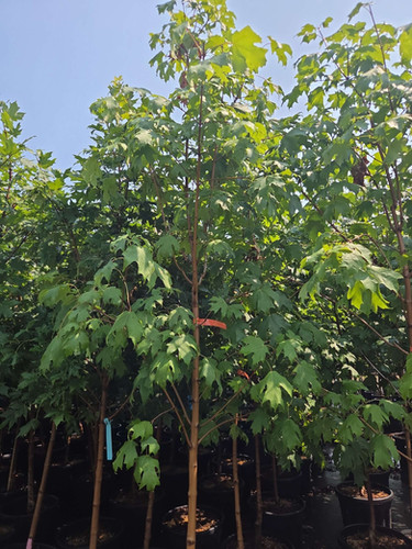 Acer saccharum 'Balista' / Fall Fiesta Sugar Maple | Kampen Tree Supply