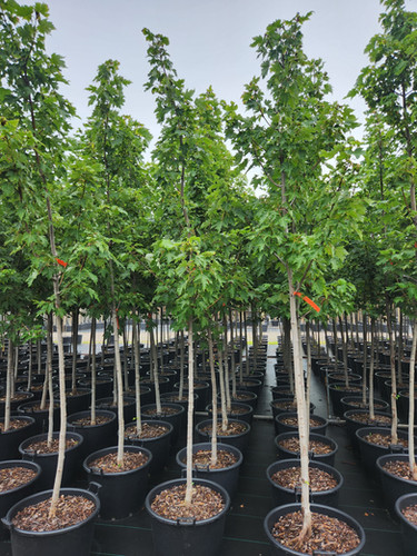 Acer x freemanii 'Marmo' / Marmo Maple | Kampen Tree Supply