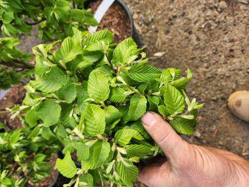 Carpinus betulus 'Columnaris Nana' / Dwarf Columnar Hornbeam | Kampen ...