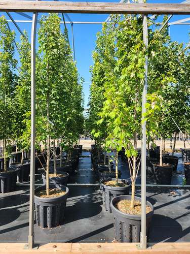 Acer rubrum 'Armstrong Gold'(ifs-KW78) / Columnar Red Maple | Kampen ...