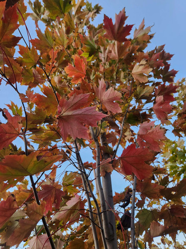 Acer rubrum 'Armstrong' / Armstrong Red Maple | Kampen Tree Supply