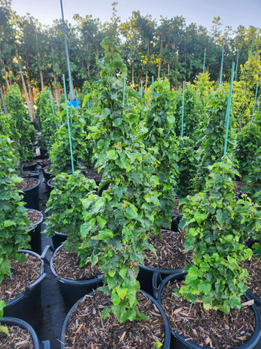 Betula platyphylla 'Parkland Pillar'(Jefpark) / Parkland Pillar Birch ...