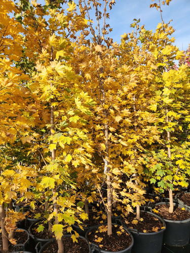 Acer platanoides 'Columnare' / Columnar Norway Maple | Kampen Tree Supply