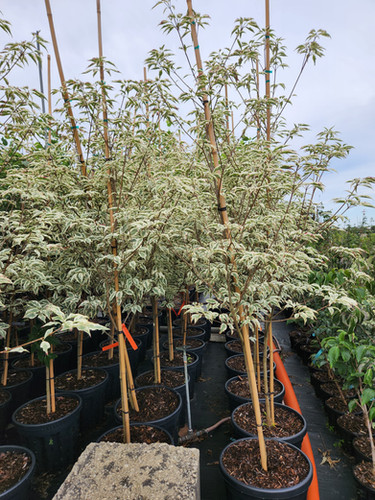 Cornus kousa 'Summer Fun' / Summer Fun Dogwood | Kampen Tree Supply