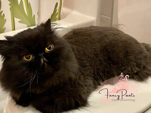 Clipper Styles for Cats | FancyPants Cat Grooming Nashville