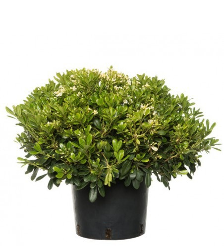 Pittosporo nano | vivaidelsole