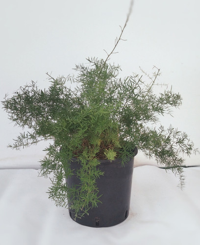 Asparagus sprengerii | vivaidelsole