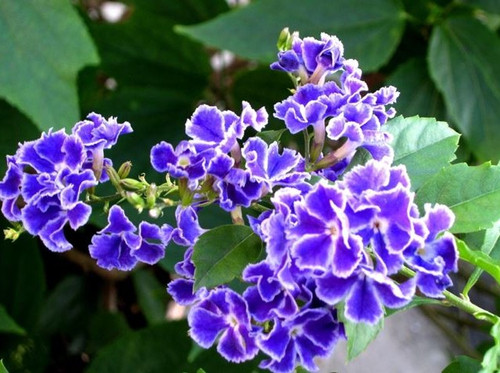 Duranta erecta | vivaidelsole