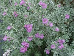 Leucophyllum Frutescens | vivaidelsole