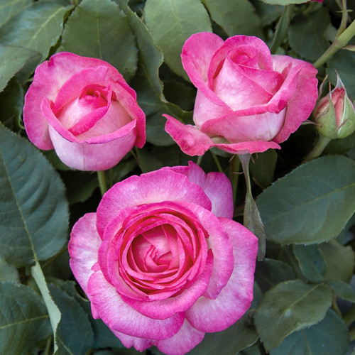 Rosa Nostalgie | vivaidelsole
