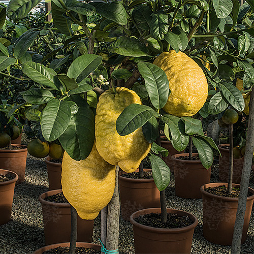 Cedro limone | vivaidelsole