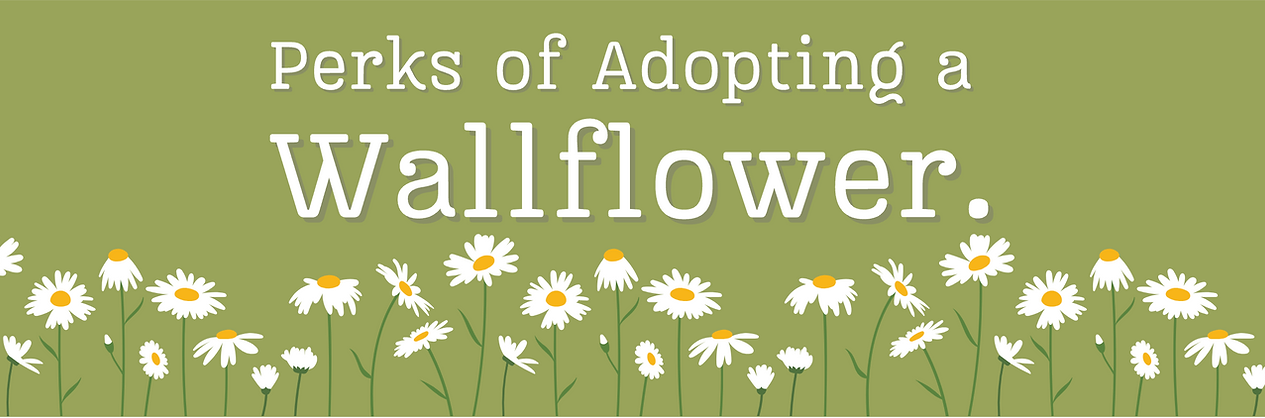 Perks of Adopting a Wallflower | Osseo, MI | Greater Hillsdale Humane ...