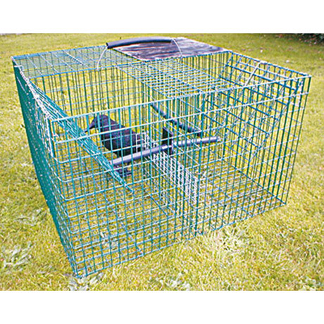 Ready Made Double Top Entry Larsen Trap | Game & Country