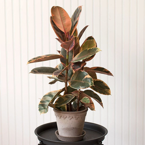 Ficus Elastica (Rubber Plant) | Blossomica
