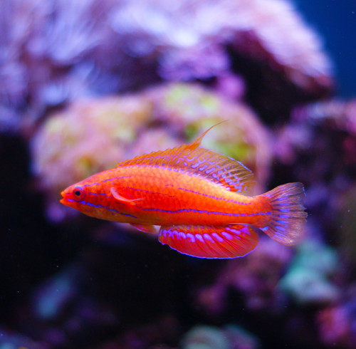 PARACHEILINUS FILAMENTOSUS | Reef Aquarium