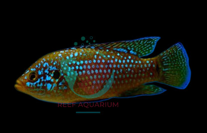Hemicromis Guttatus | Reef Aquarium