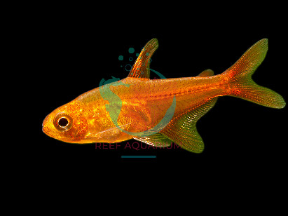 Hypessobricon Amandae | Reef Aquarium