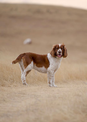 bow legged springer spaniel
