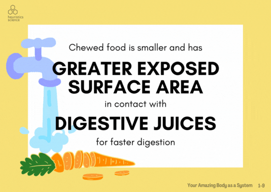 P3/4 TCRscience Concept Cards | Heuristics Science