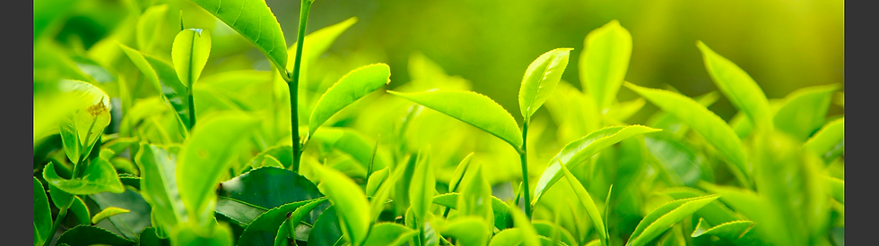 Essential Oils | Cosmark Aromatics