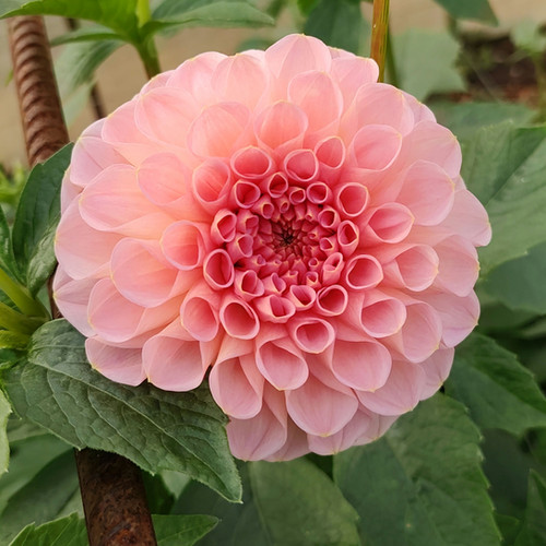 Salmon Joy | Pure Maiden Farm