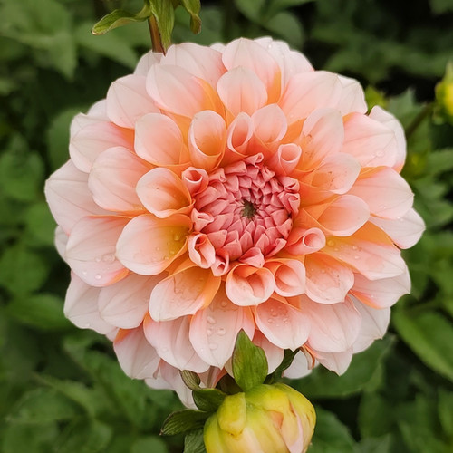 Cornflake | Pure Maiden Farm