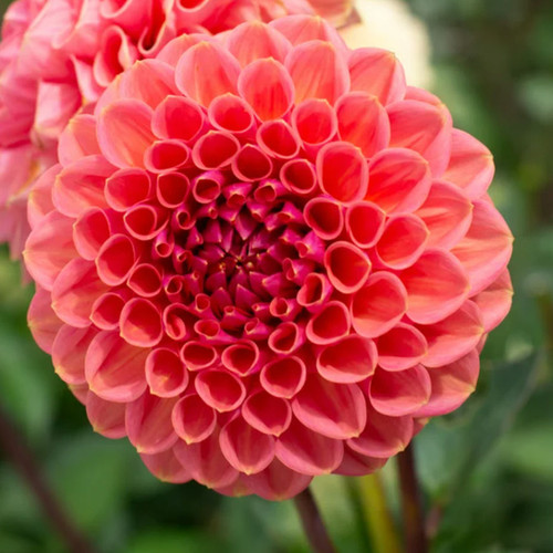 Peachy | Pure Maiden Farm