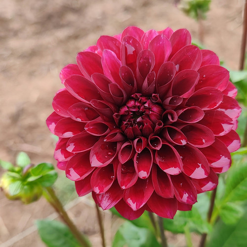 Glenmarc Galahad | Pure Maiden Farm