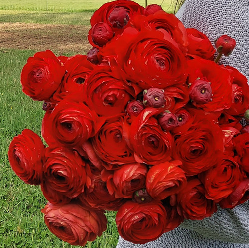 Ranunculus CORMS -Red | Pure Maiden Farm