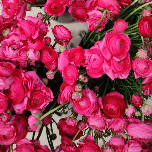 Ranunculus CORMS-Hot Pink | Pure Maiden Farm