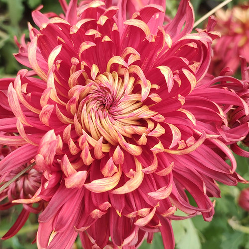 Stoakes Rustic | Pure Maiden Farm