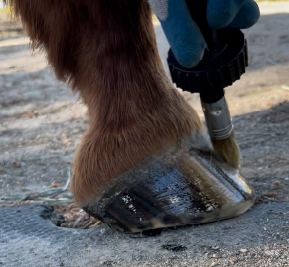 Lets talk about Hoof Walls