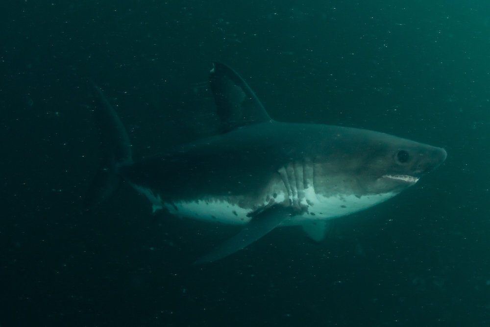 The Salmon Shark AKA the mini great white shark