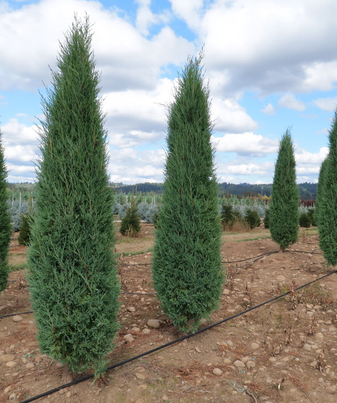 Juniperus virginiana Taylor