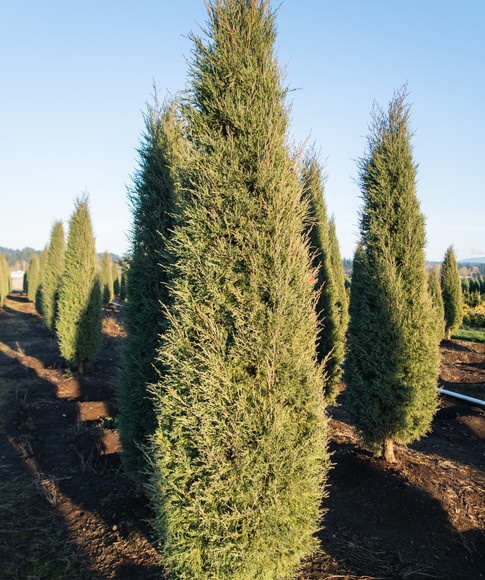 Juniperus virginiana Taylor