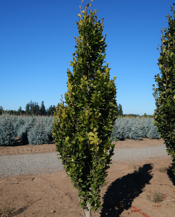 Fagus sylvatica Fastigiata